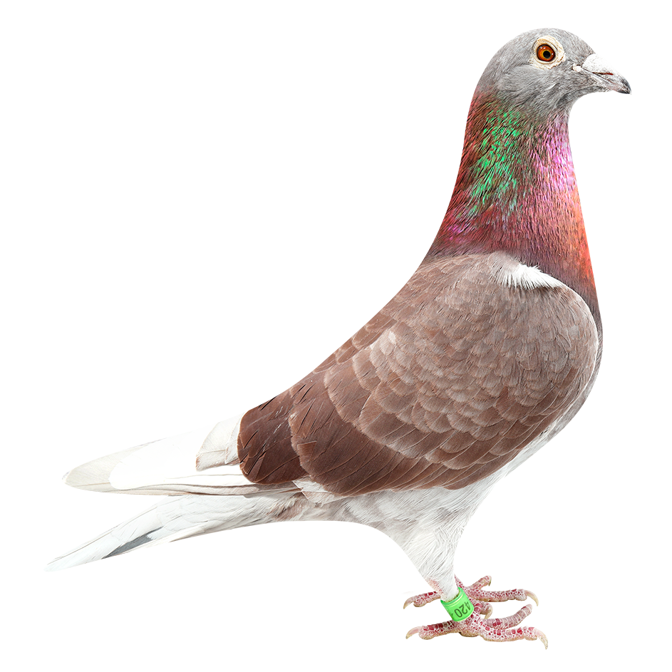 European Pigeon Website
