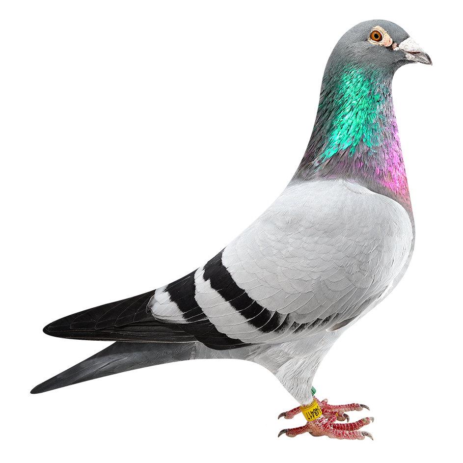 European Pigeon Website