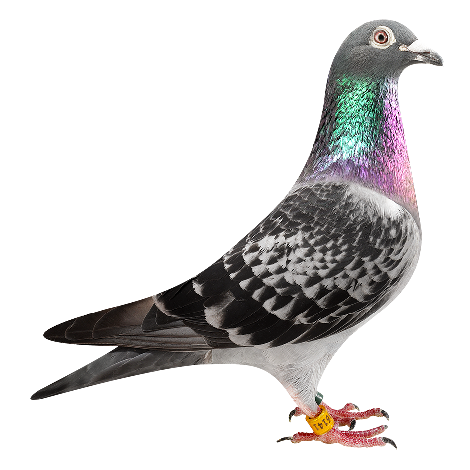 European Pigeon Website